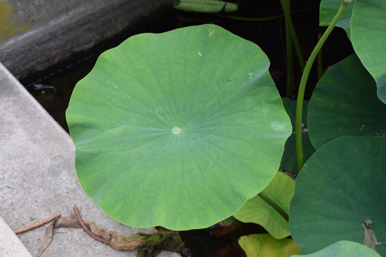 Congé De Lotus Vert Nénuphar - Photo gratuite sur Pixabay - Pixabay