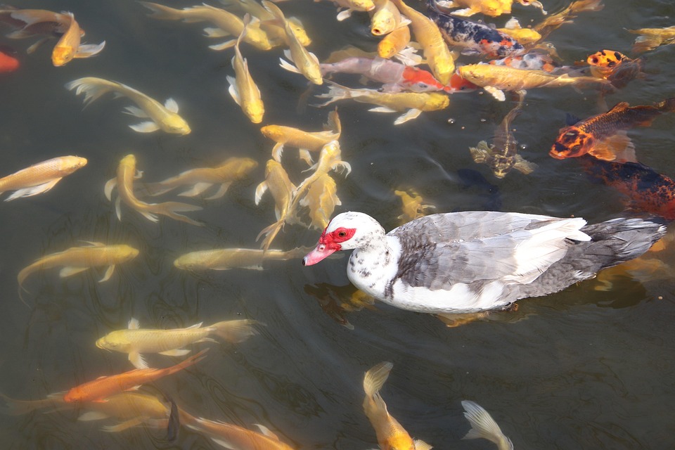 Muscovy Duck Bird Pond - Free photo on Pixabay - Pixabay