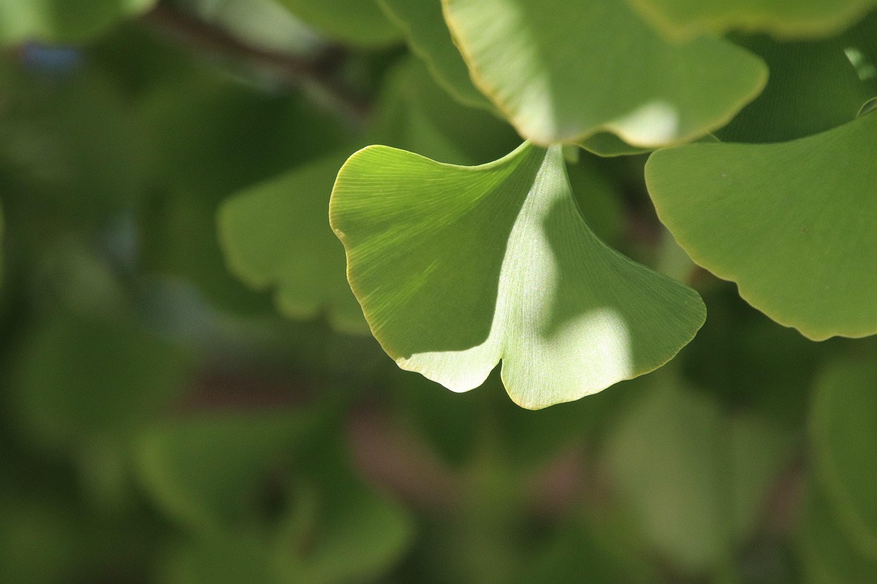200+ Free Gingko & Nature Images - Pixabay