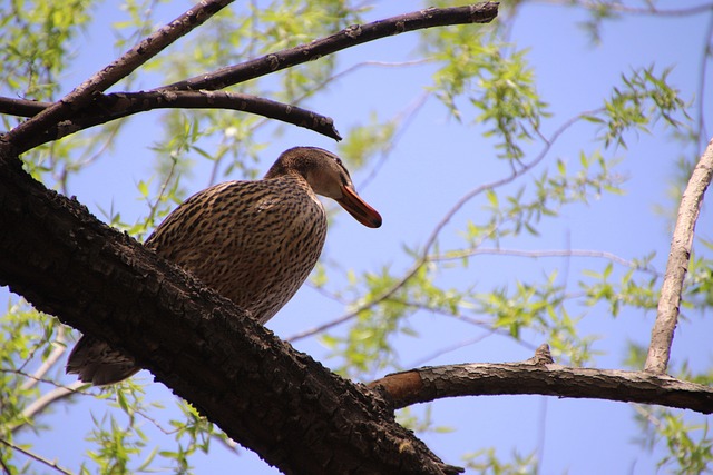 Pato Selvagem Bebê - Foto gratuita no Pixabay - Pixabay