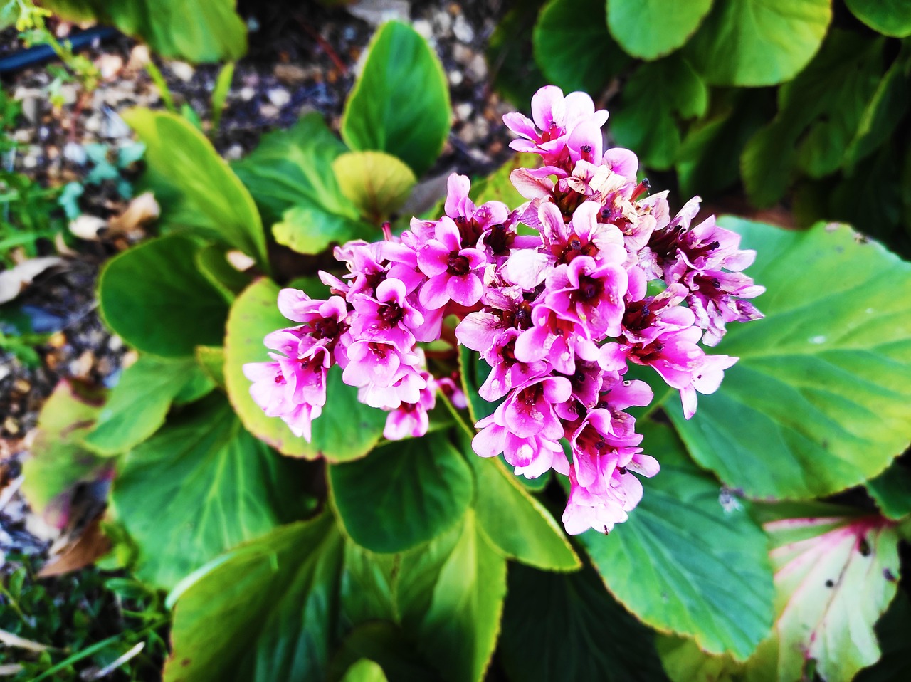 Pink Plant Flower - Free photo on Pixabay - Pixabay