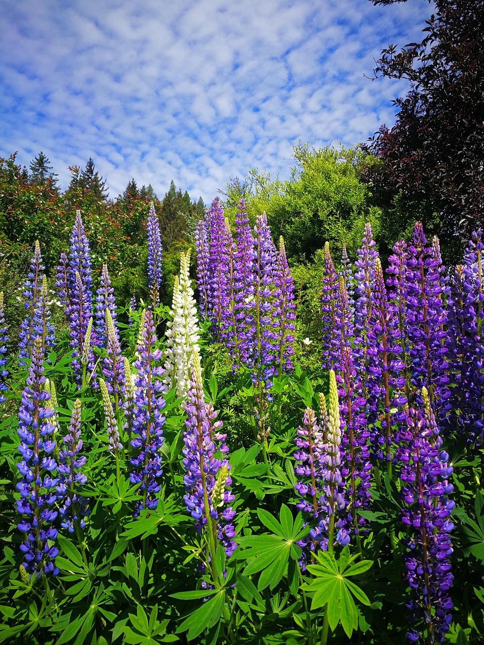 Lupins Lupin Lupinus - Photo gratuite sur Pixabay - Pixabay