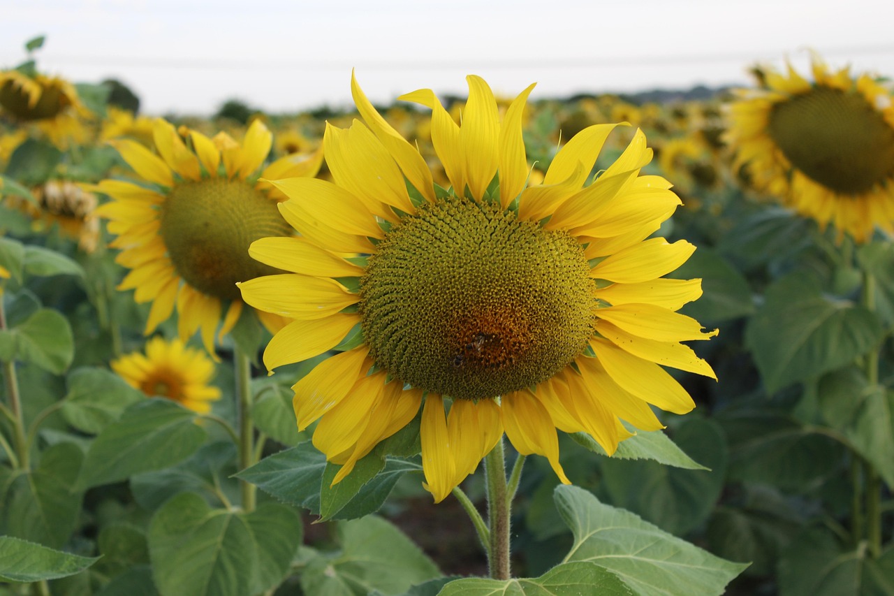 Flowers Sunflower Field - Free photo on Pixabay - Pixabay