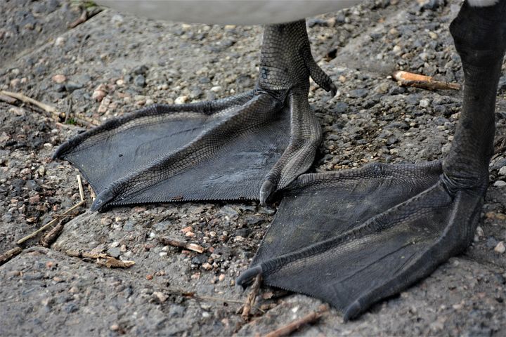 50+ Free Feet Closeup & Feet Images - Pixabay