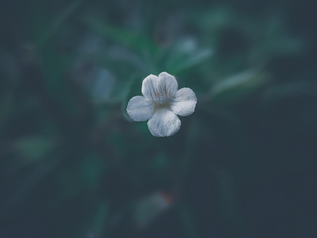 Flor Bela - Foto gratuita no Pixabay - Pixabay