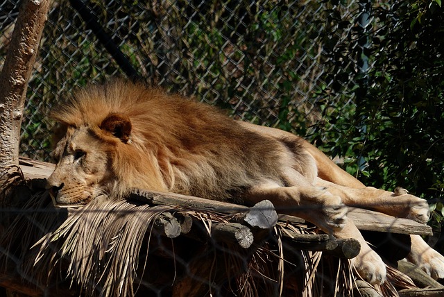 León Animal Safari - Foto gratis en Pixabay - Pixabay