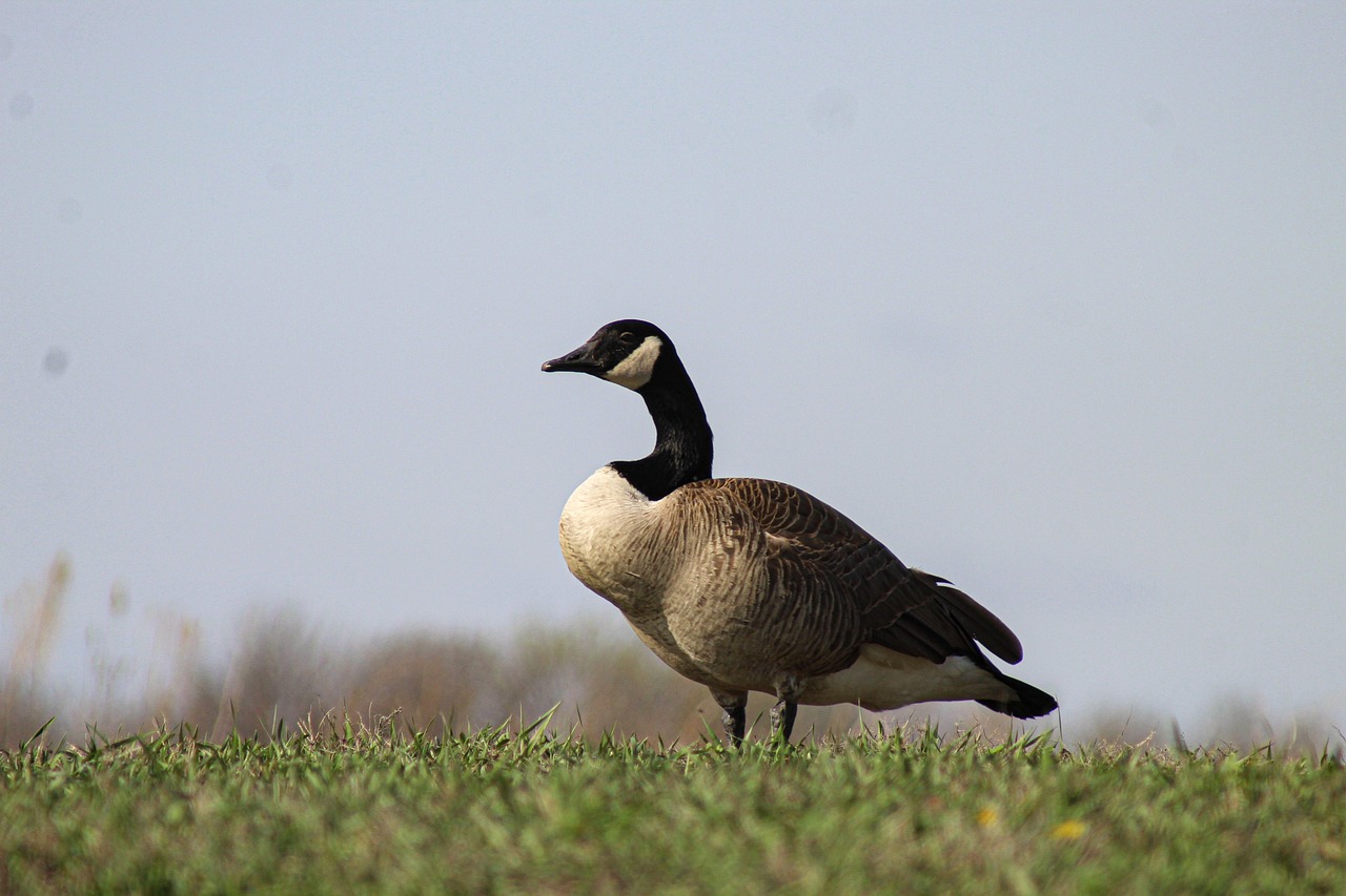 Canada Goose Field - Free photo on Pixabay - Pixabay