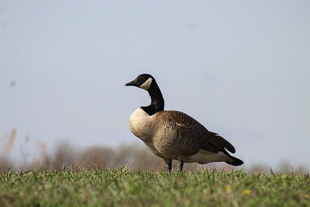 Canada Goose Field - Free photo on Pixabay - Pixabay