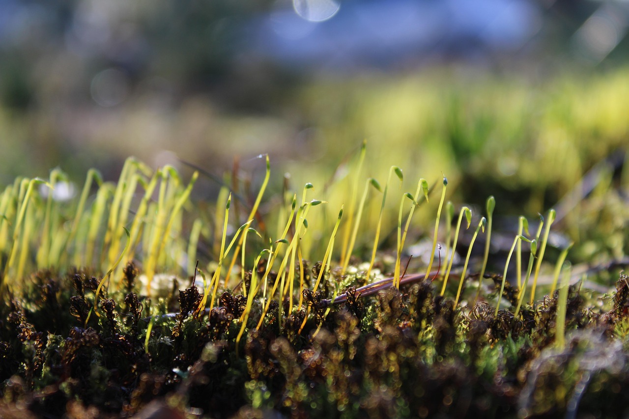 Nature Plants Growing - Free photo on Pixabay - Pixabay