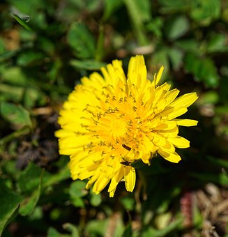 3+ Free Dandylion & Flower Images - Pixabay