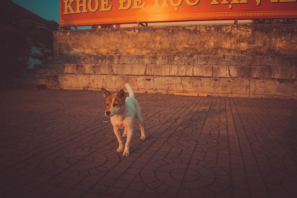 Dog Sunset Chill - Free photo on Pixabay - Pixabay