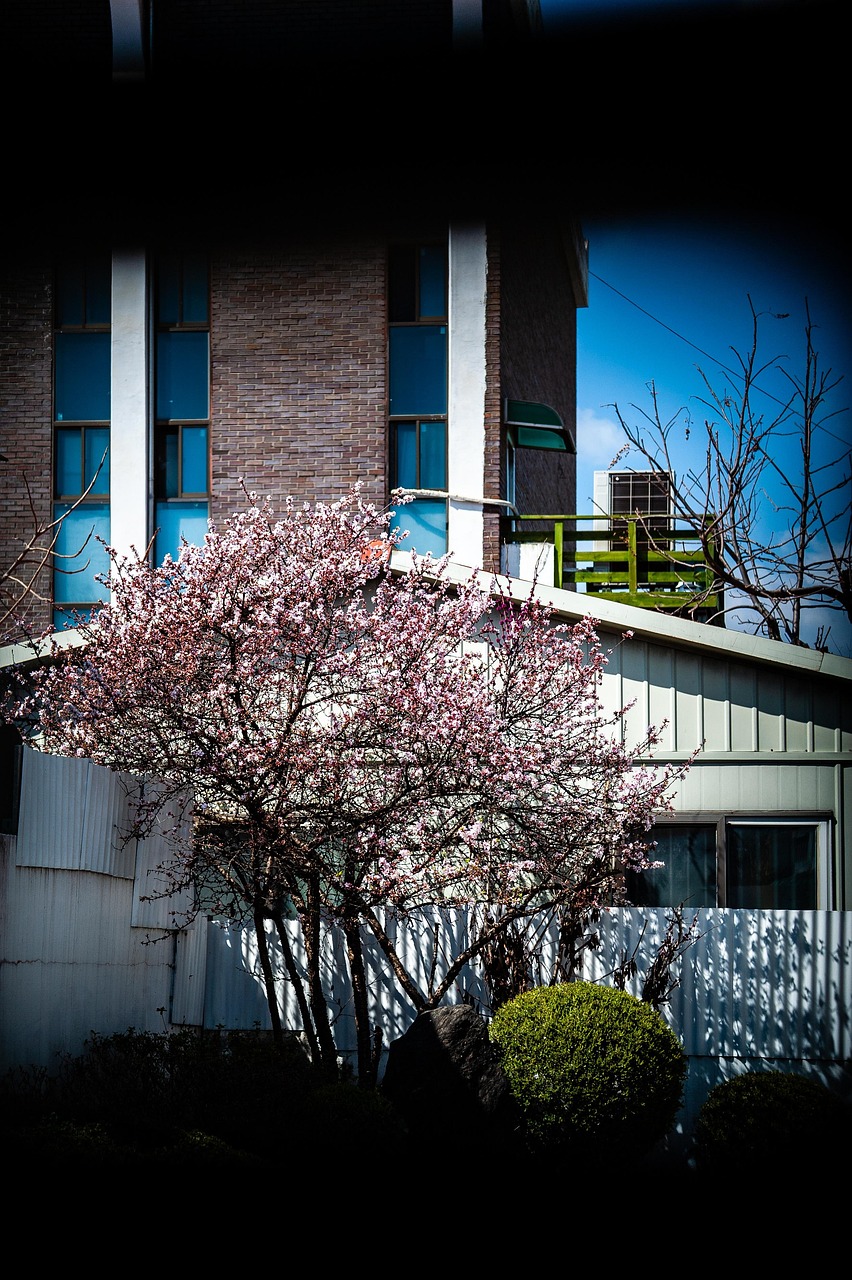 Bunga Musim Semi Cherry Blossom - Foto gratis di Pixabay - Pixabay
