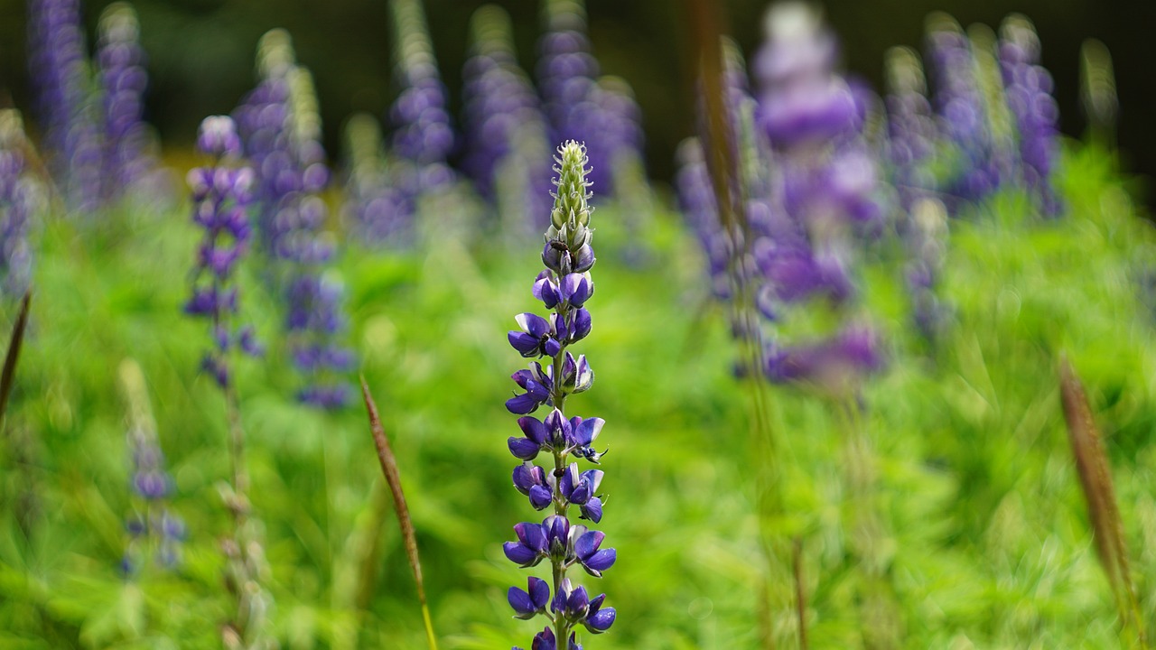 Flor Flower Lavanda - Foto gratis en Pixabay - Pixabay
