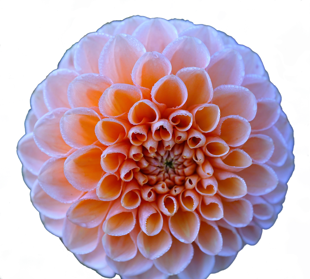 Dahlia Fleur Bloom - Image gratuite sur Pixabay - Pixabay