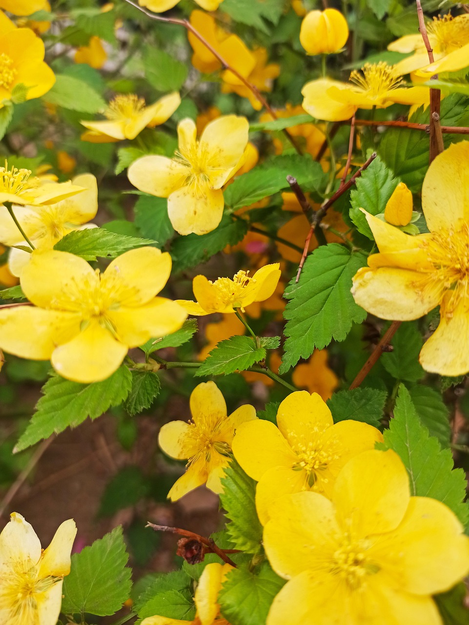 Bunga Bunga Tanaman Kebun Bunga Foto Gratis Di Pixabay Pixabay