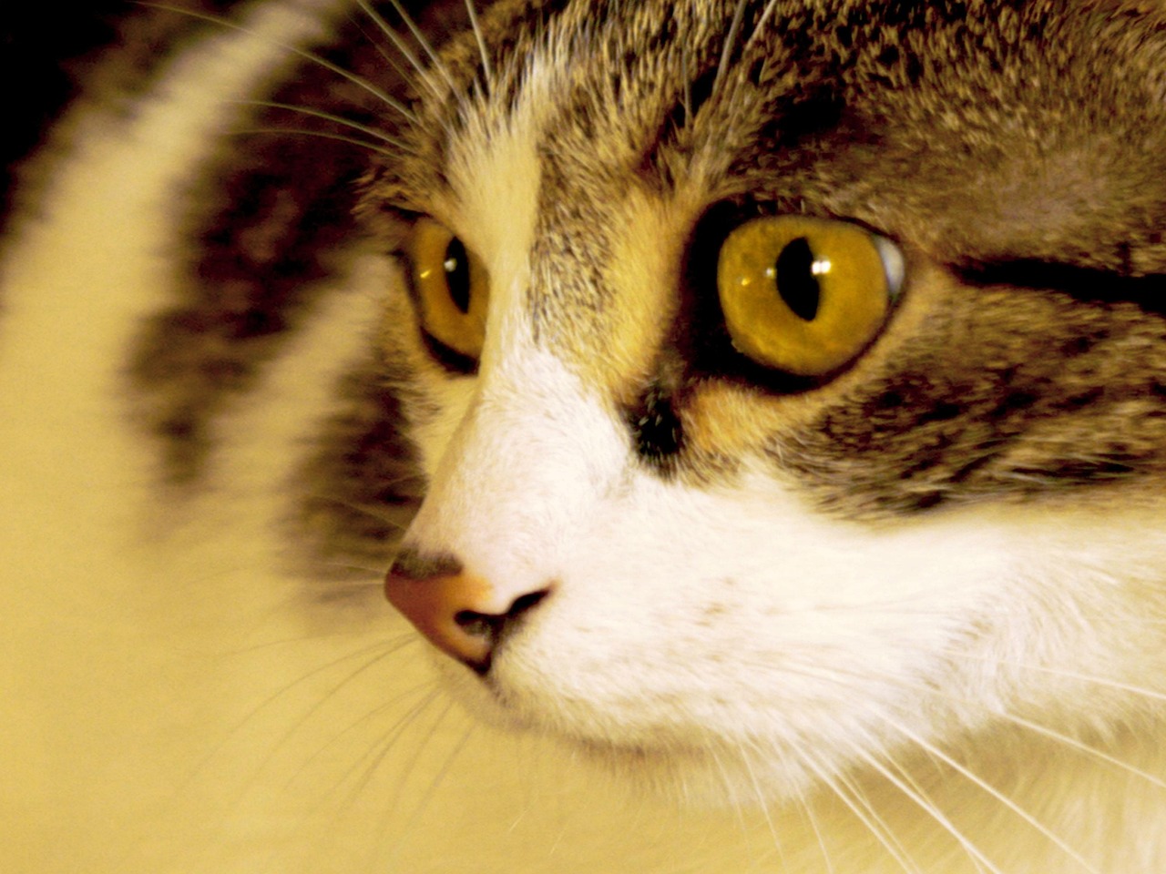 Pallino Gatto Miabi - Foto gratuita no Pixabay - Pixabay