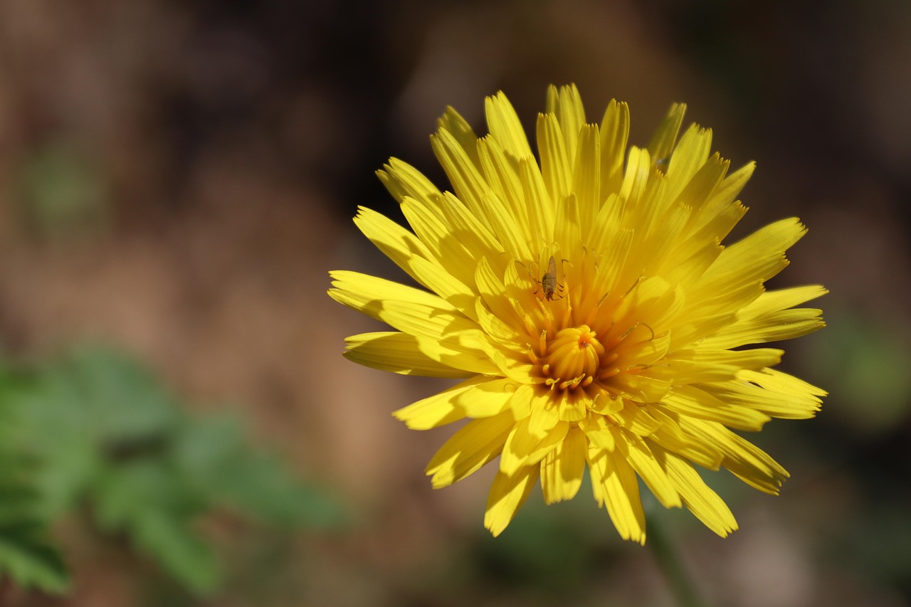 Fleur Pétales Le Printemps - Photo gratuite sur Pixabay - Pixabay