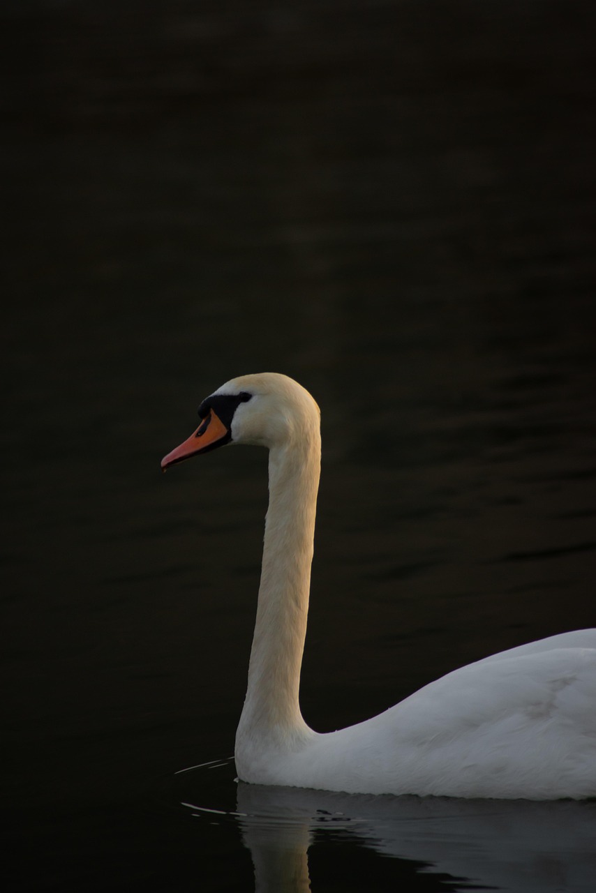 Swan Bird Lake White - Free photo on Pixabay - Pixabay