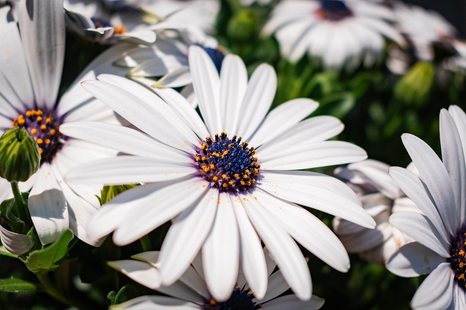 Kap-Marguerite Nahaufnahme - Kostenloses Foto auf Pixabay - Pixabay