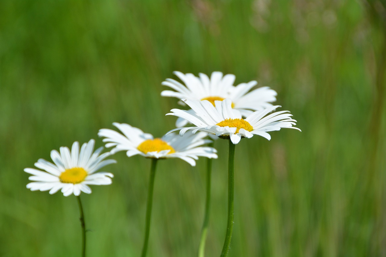 Meer dan 70 gratis afbeeldingen van Bloemenveld en Natuur - Pixabay