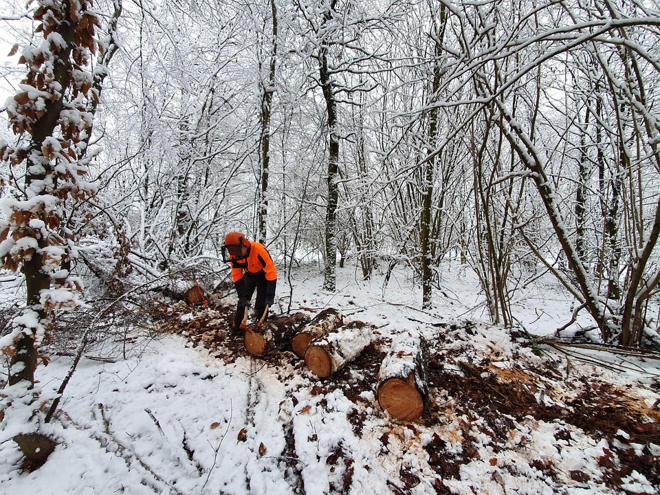Forest Workers Chainsaw Work - Free photo on Pixabay