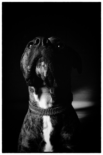 Dog Pet Canine - Free photo on Pixabay