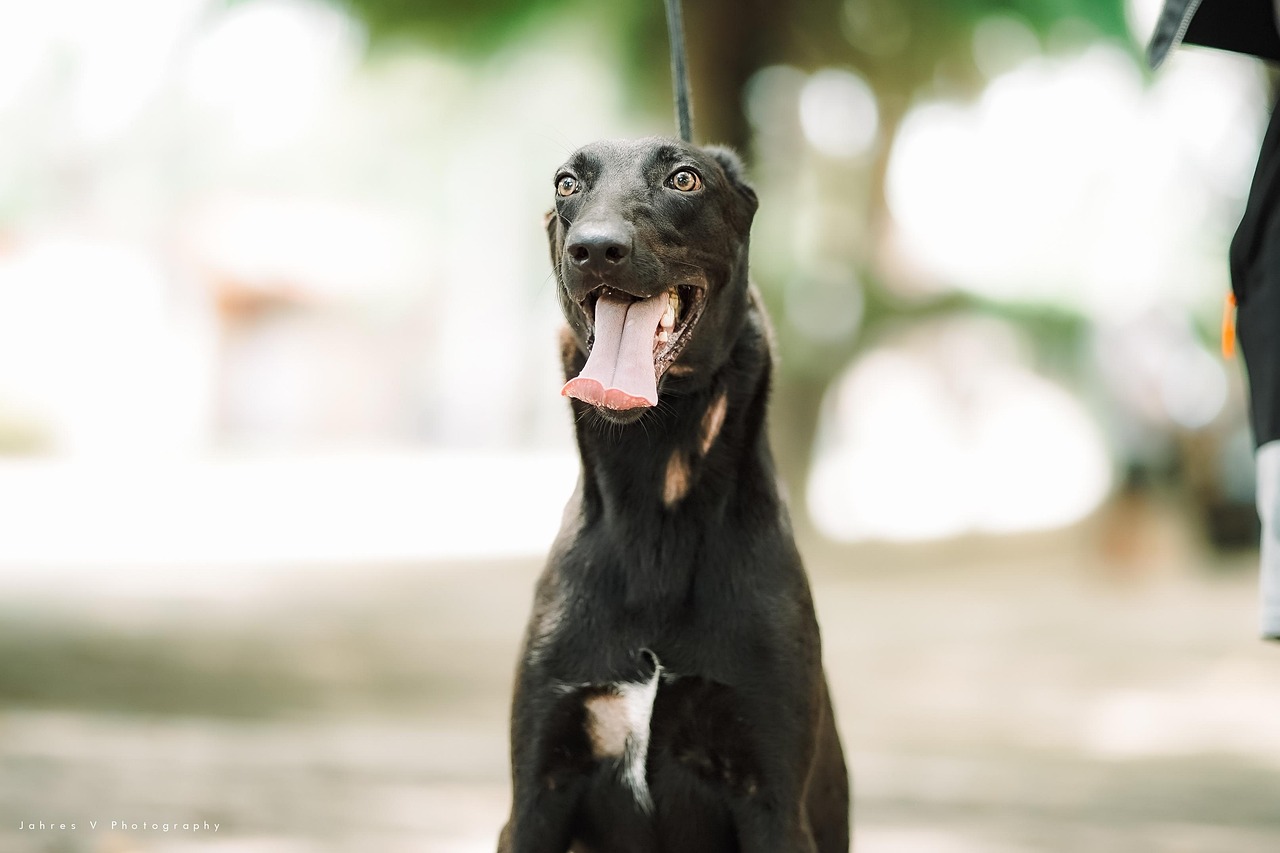 Belgian Malinois Dog Breed - Free photo on Pixabay - Pixabay