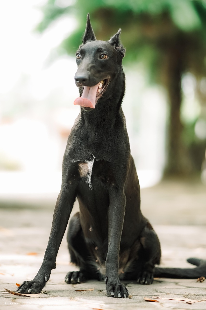 Belgian Malinois Dog Breed - Free photo on Pixabay - Pixabay