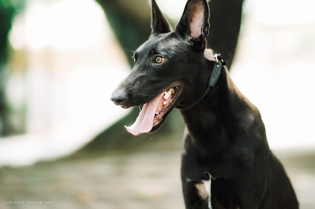 Belgian Malinois Dog Breed - Free photo on Pixabay - Pixabay