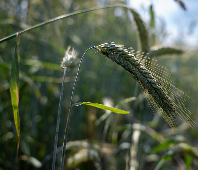 Barley Crop Field - Free photo on Pixabay