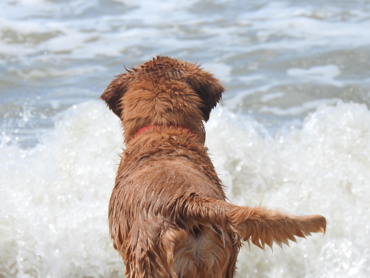 Cachorro Bicho De Estimação Praia - Foto gratuita no Pixabay - Pixabay