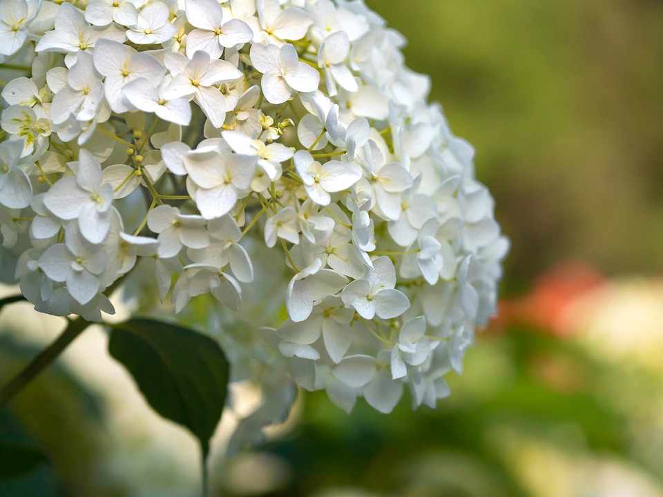Hydrangea Bunga-Bunga Tanaman - Foto gratis di Pixabay - Pixabay
