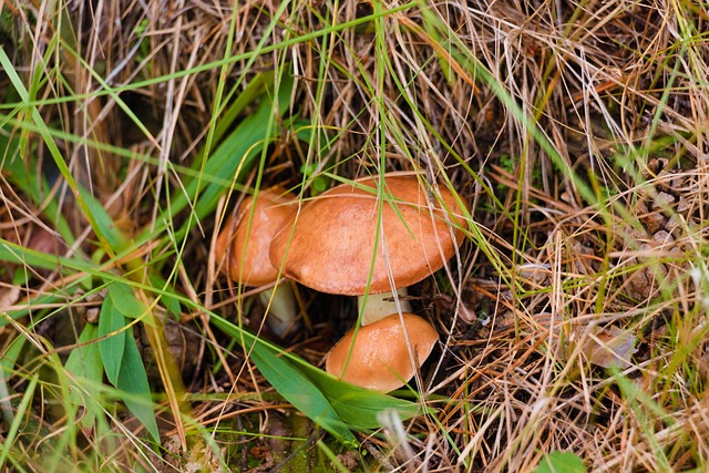 Mushrooms Forest Nature - Free photo on Pixabay - Pixabay