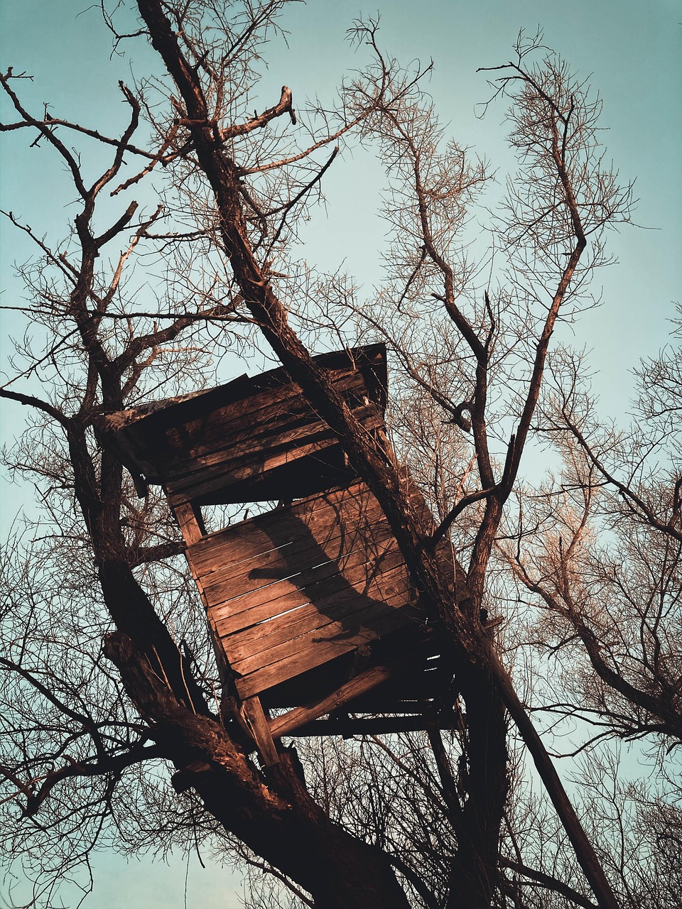 Casa Del Árbol Atardecer - Foto gratis en Pixabay - Pixabay