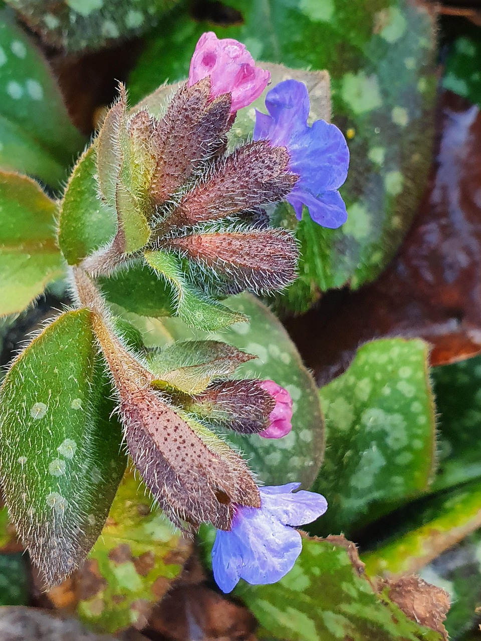 Lungwort 花朵 植物 - Pixabay上的免费照片 - Pixabay