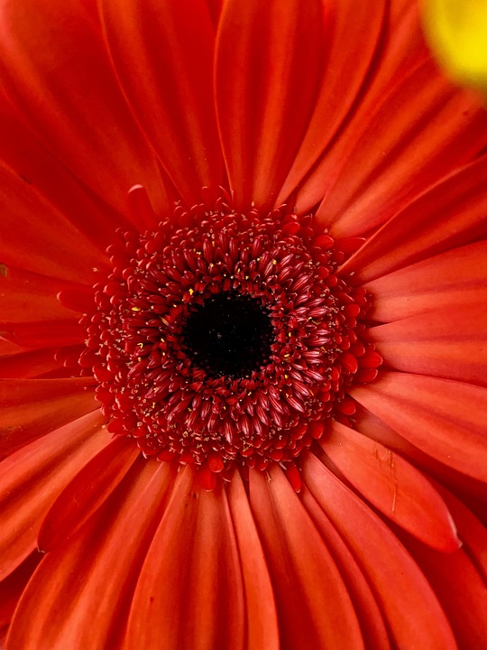 Gerbera Blumen Rot Die - Kostenloses Foto auf Pixabay - Pixabay