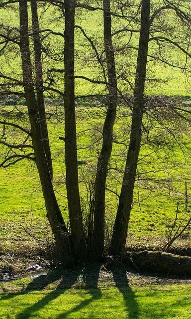 Arbre Branches Gazon - Photo gratuite sur Pixabay - Pixabay