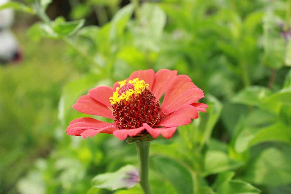 Zinnia Flor Planta - Foto gratis en Pixabay - Pixabay