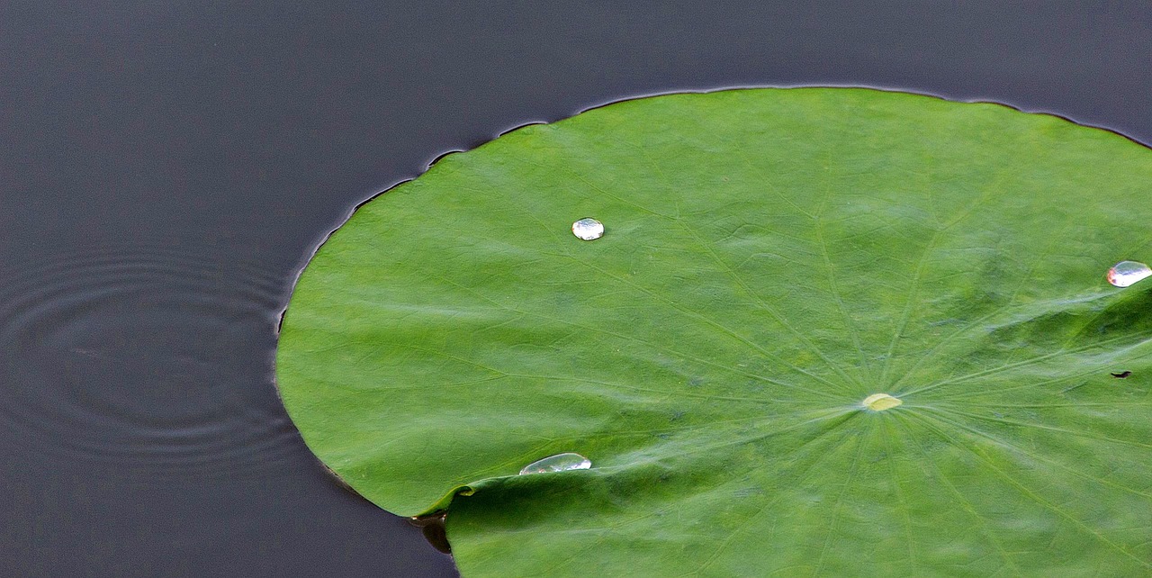 Lotus Feuille Étang De - Photo gratuite sur Pixabay - Pixabay