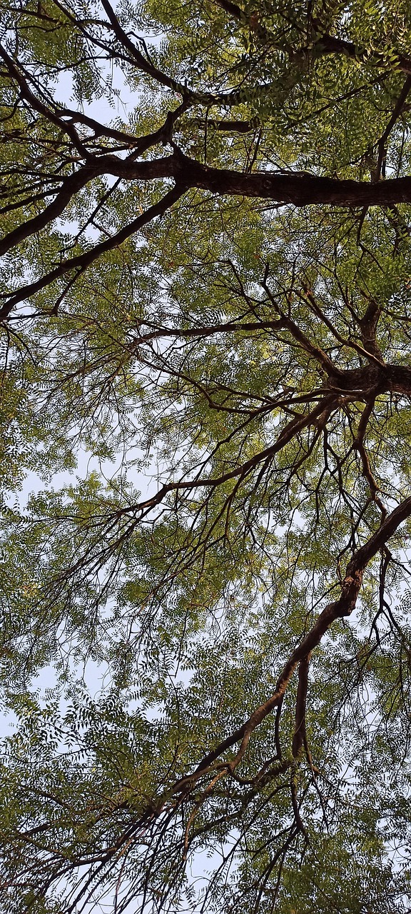 Neem Tree Branches - Free photo on Pixabay - Pixabay