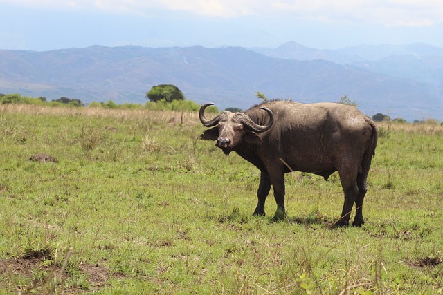 Buffle D'Afrique Animal Safari - Photo gratuite sur Pixabay - Pixabay