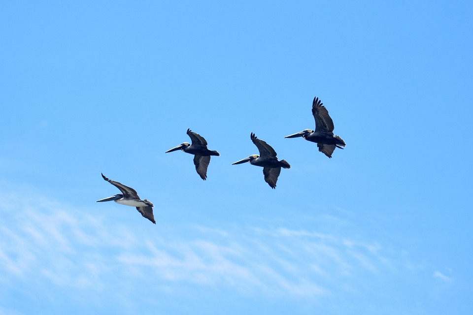 Pelican Birds Flying - Free photo on Pixabay