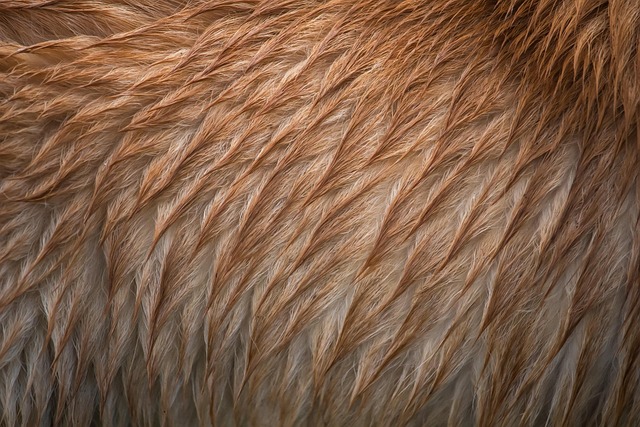 Fur Wet Dog - Free photo on Pixabay