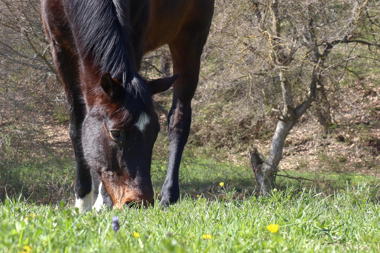 Horse Animal Pasture - Free photo on Pixabay - Pixabay