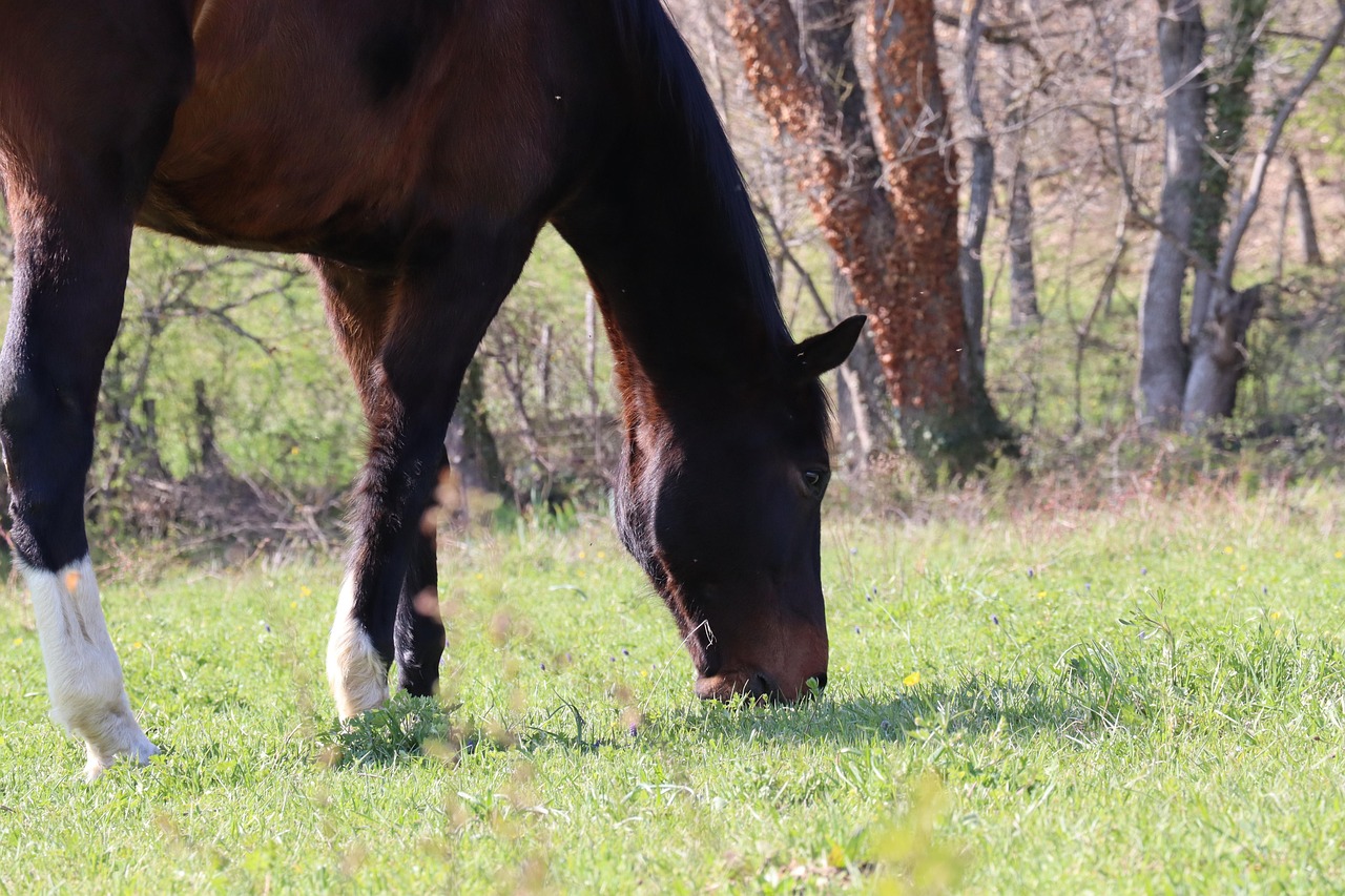 Horse Animal Pasture - Free photo on Pixabay - Pixabay
