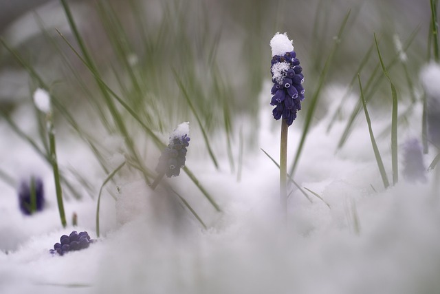 Grape Hyacinth Flowers Snow - Free photo on Pixabay - Pixabay