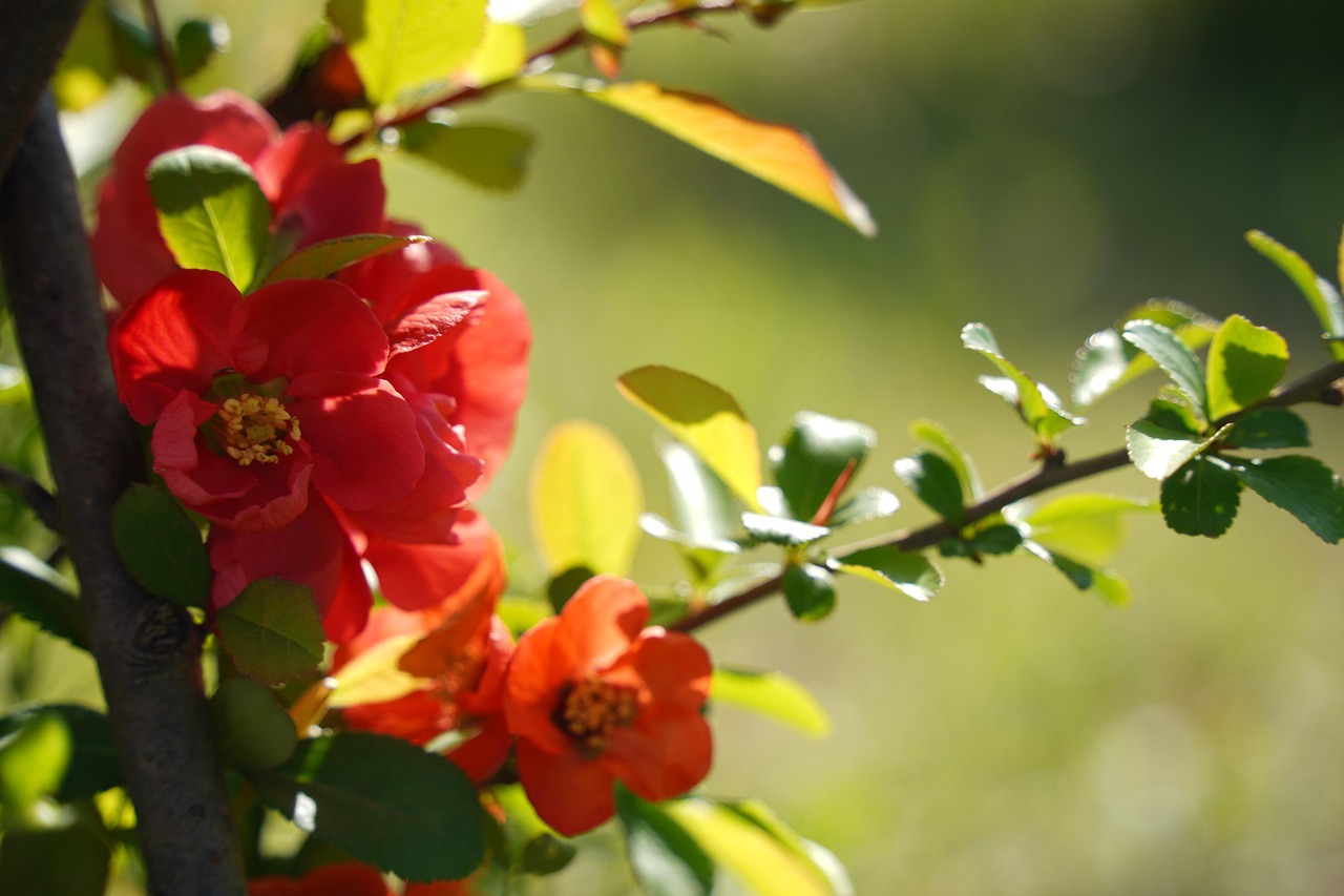 Japanische Quitte Blumen Pflanze - Kostenloses Foto auf Pixabay - Pixabay