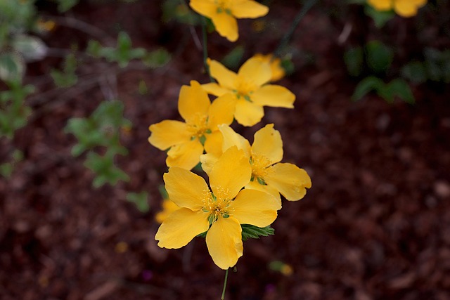 Kerria Flowers Plant - Free photo on Pixabay