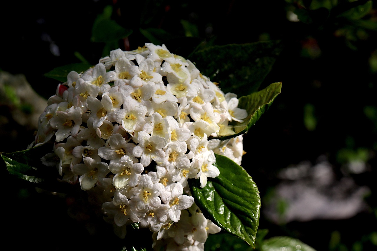 Arrowwood Flowers Dew White - Free photo on Pixabay - Pixabay
