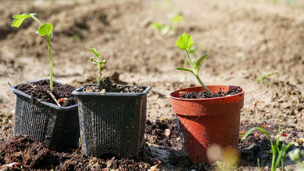 La Culture De Semis Le Printemps - Photo gratuite sur Pixabay - Pixabay